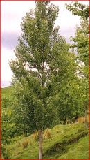 Poplars for Erosion Control and Shelter & Shade for Stock
