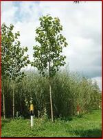 Big trees | Shelter trees | Poplar trees | Willow trees NZ