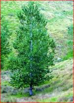 Big trees | Shelter trees | Poplar trees | Willow trees NZ