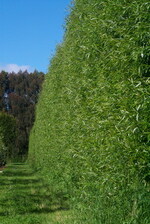 Big trees | Shelter trees | Poplar trees | Willow trees NZ