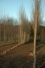 Big trees | Shelter trees | Poplar trees | Willow trees NZ