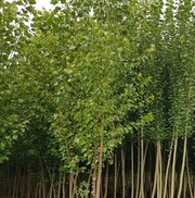 Big trees | Shelter trees | Poplar trees | Willow trees NZ