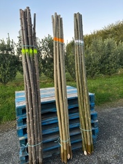 Big trees | Shelter trees | Poplar trees | Willow trees NZ