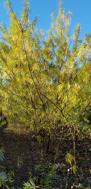 Big trees | Shelter trees | Native trees | Exotic trees, shrubs