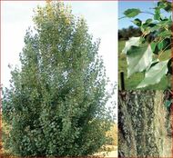 Poplars for Erosion Control and Shelter & Shade for Stock