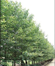 Poplars for Erosion Control and Shelter & Shade for Stock