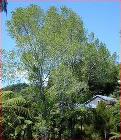 Populus Yunnanensis is an attractive medium to large tree with glossy ...