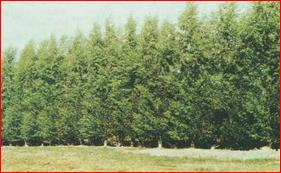 SALIX TANGOIO - Tangoio Willow (NZ 1040 Salix matsudana x alba)