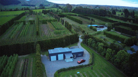 Big trees | Shelter trees | Poplar trees | Willow trees NZ